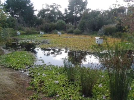 Anglopac – Environment Projects – Water Hyacinth mechanical and ...