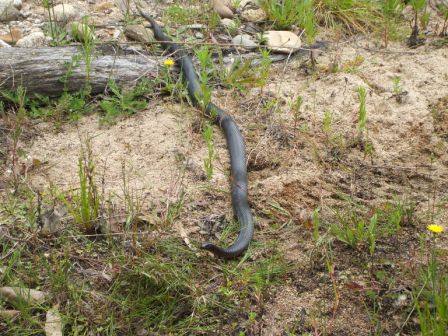 Anglopac – Environment Projects – Cann River, East Gippsland